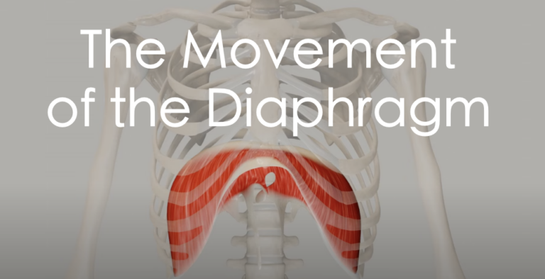 Happy U » A simple action to keep your diaphragm working properly